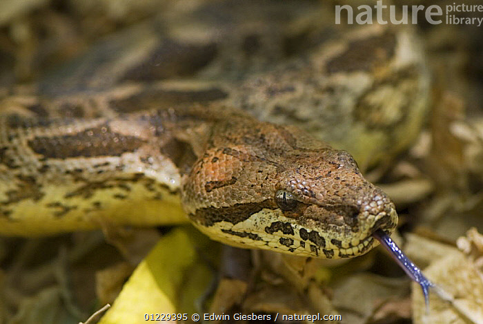 Stock photo of Madagascar ground boa (Acrantophis madagascariensis ...