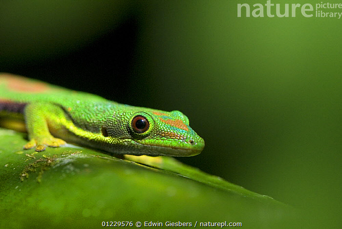 Stock photo of Lined Day gecko (Phelsuma lineata bifasciata) on leaf ...