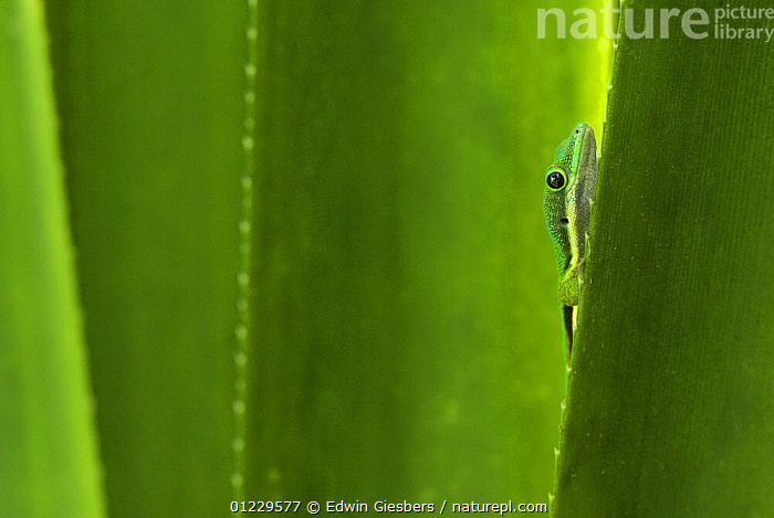 Stock photo of Lined Day gecko (Phelsuma lineata bifasciata) on leaf ...