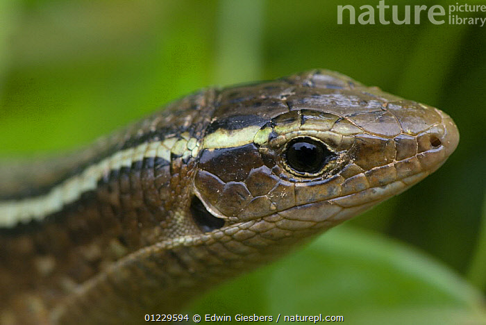 Stock photo of Western / Broad-tailed Girdled Lizard (Zonosaurus ...