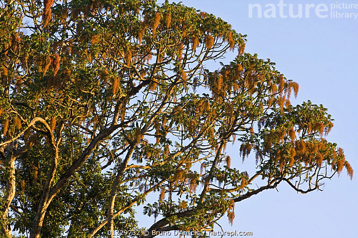 Stock photo of Hagenia / African redwood (Hagenia abyssinica) flowering ...