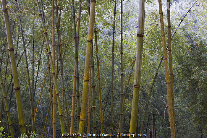 Stock photo of Solid-stemmed / African bamboo forest (Oxytenanthera ...