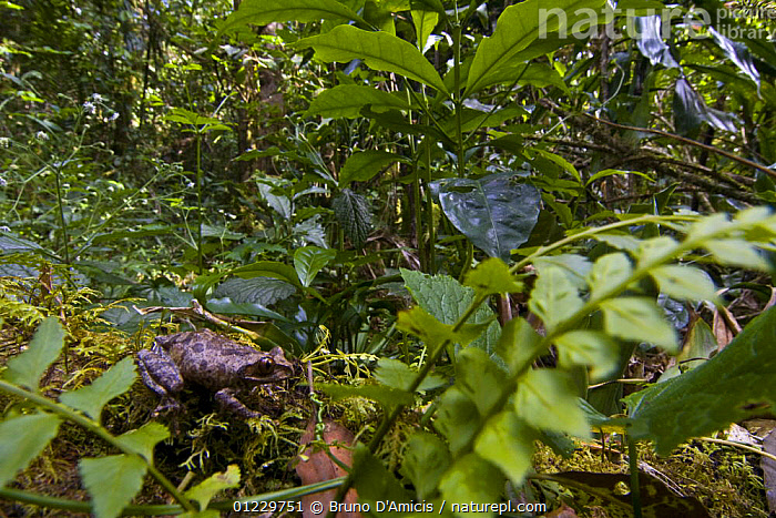 Stock photo of Squeaker frog (family Arthroleptidae) on rainforest ...