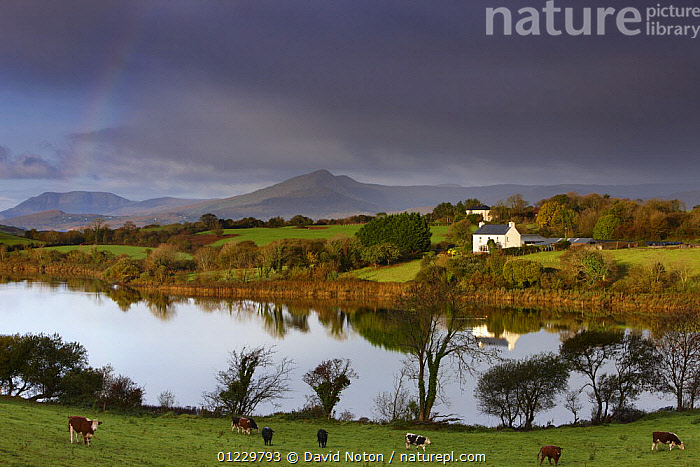 Stock photo of Dawn over Bantry Bay, with a rainbow nr Bantry, County ...
