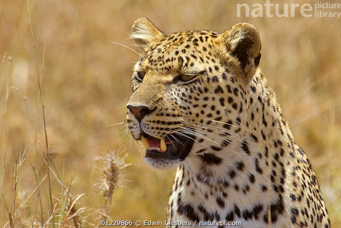 Stock photo of Leopard (Panthera pardus) portrait, Tanzania. Available ...