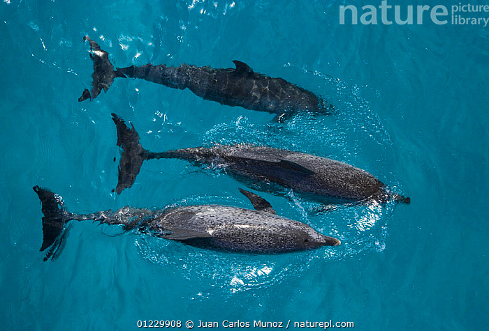 Stock photo of Looking down on Atlantic spotted dolphin {Stenella ...
