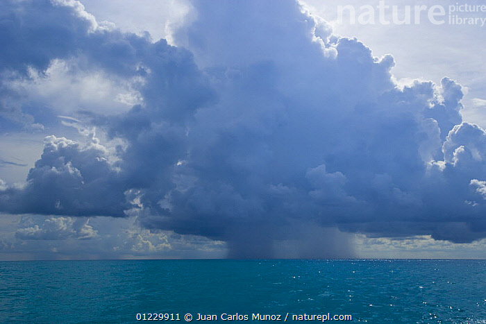 Stock photo of Rain falling from cumulonimbus clouds over the sea ...