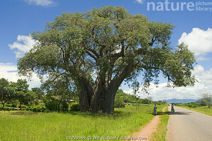Stock photo of Baobab tree (Adsonia digitata) with women standing ...