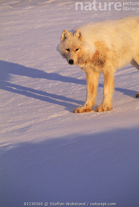 Stock photo of Arctic wolf {Canis lupus} Ellesmere Island, Canada ...