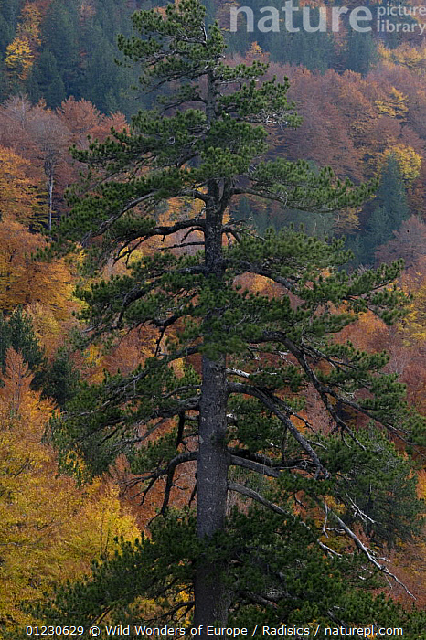 Stock photo of Balkan pine tree (Pinus leucodermis) in Valia Calda ...