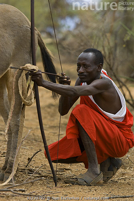 Stock photo of Masai tribesman with bow and arrow, Laikipiac Maasai ...
