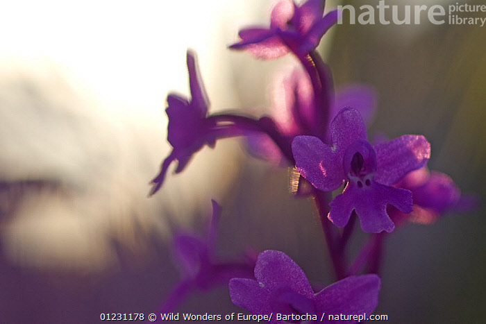 Stock photo of Four-spotted orchid (Orchis quadripunctata) in flower ...