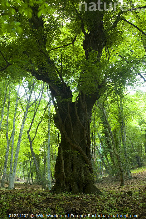 Umbra Photo Tree