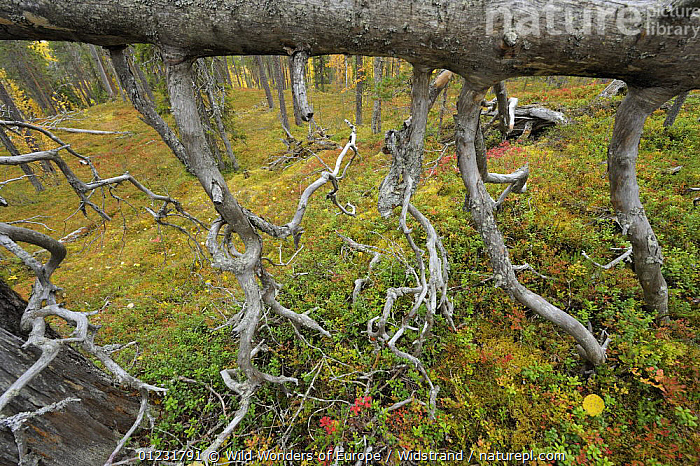 Stock photo of Fallen tree supported by branches showing old growth ...