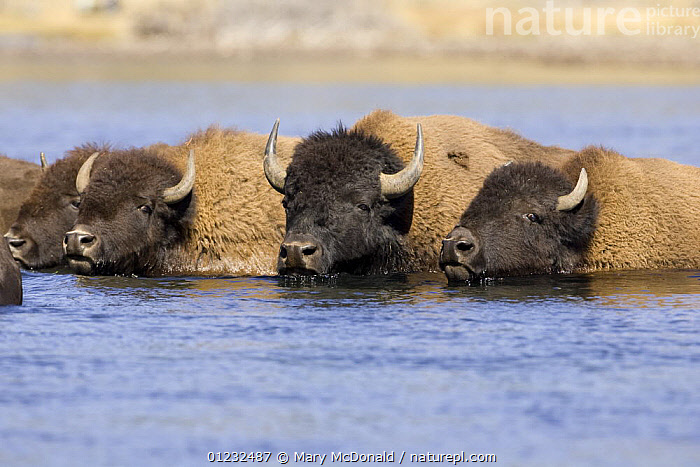 Stock photo of American bison {Bison bison} swimming across river in ...