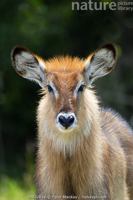 Stock photo of Young Common / Ellipsen waterbuck (Kobus ellipsiprymnus ...
