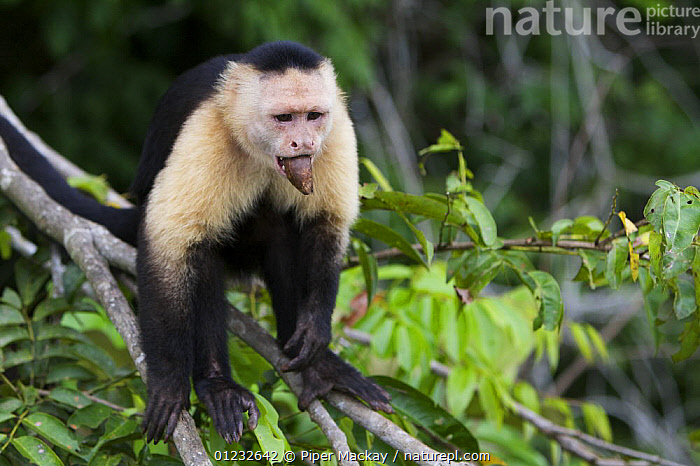 Stock photo of White-faced capuchin (Cebus capucinus) eating a banana ...