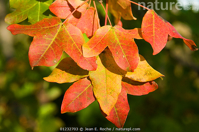 Stock photo of Montpellier maple tree leaves {Acer monspelliensis ...