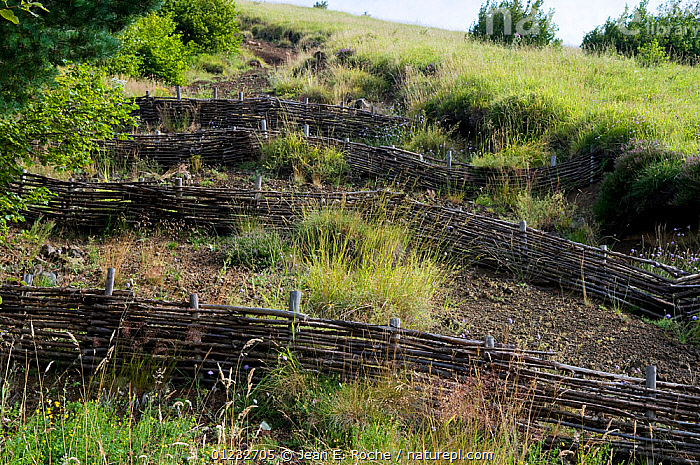 Stock photo of Wooden fences "Fascines" used to counter erosion in the ...
