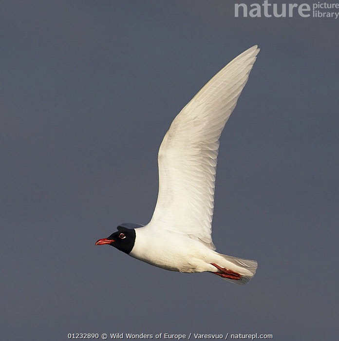 Stock photo of Mediterranean Gull (Ichthyaetus melanocephalus) in ...
