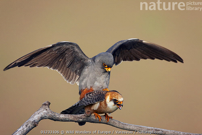 Stock photo of Red-footed falcon (Falco vespertinus) mating pair ...