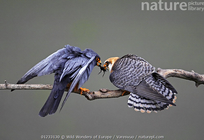 Stock photo of Red-footed Falcon (Falco vespertinus) rear view of male ...