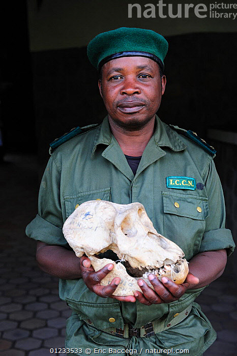 Stock photo of Guard holding skull of silverback male Eastern lowland ...
