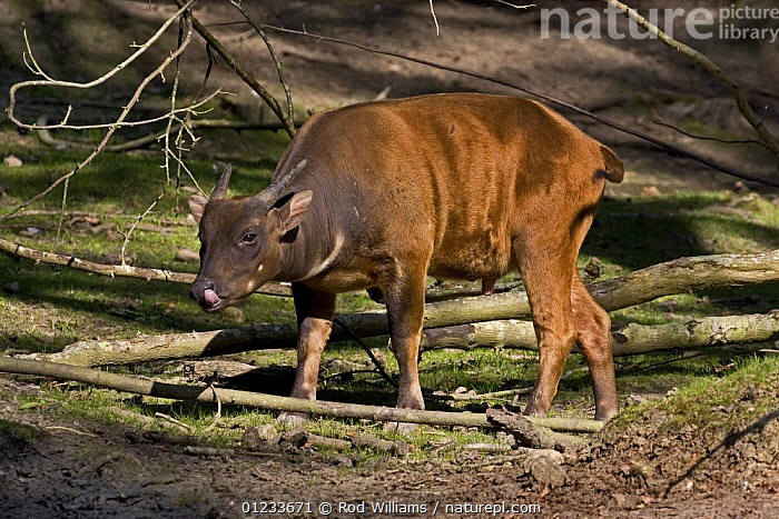 Stock photo of Male Lowland anoa (Bubalus depressicornis) captive, from ...