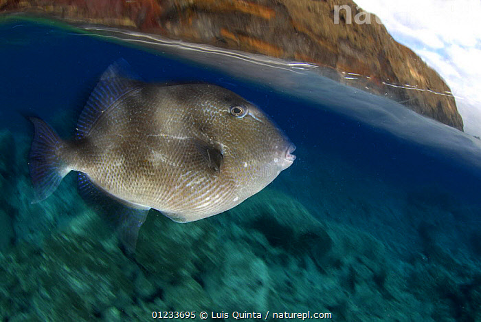 Stock photo of Grey triggerfish {Balistes carolinensis} Graciosa Island ...
