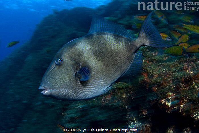 Stock photo of Grey triggerfish {Balistes carolinensis} Graciosa Island ...