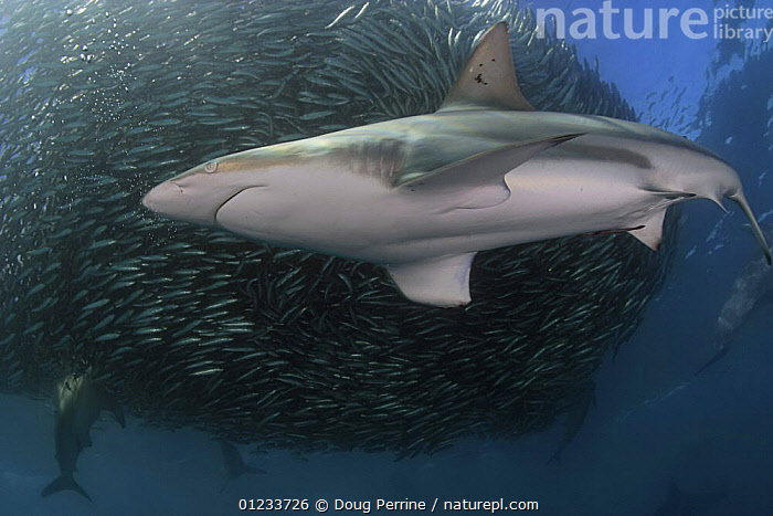 Stock photo of Copper shark / Bronze whaler (Carcharhinus brachyurus ...
