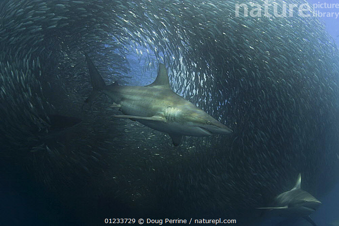 Stock photo of Copper sharks / Bronze whaler (Carcharhinus brachyurus ...