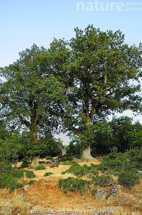 Stock photo of Hungarian oak trees (Quercus frainetto) and feral ...