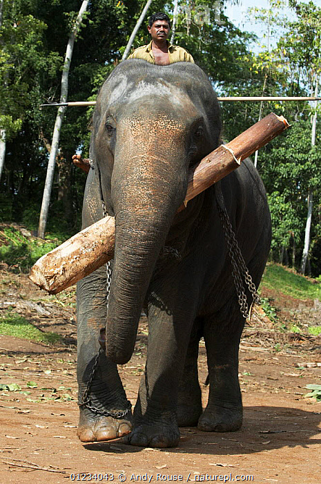 Stock photo of Asian elephant (Elaphus maximus) working at traditional ...