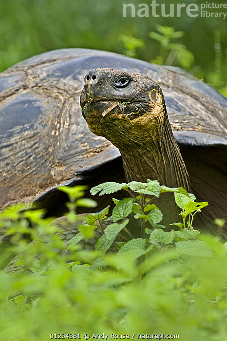 Stock photo of Galapagos giant tortoise (Geochelone elephantopus ...