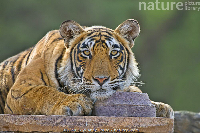 Female Royal Bengal Tiger