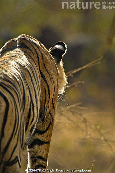 Stock photo of Bengal tiger (Panthera tigris tigris) rear view of ...