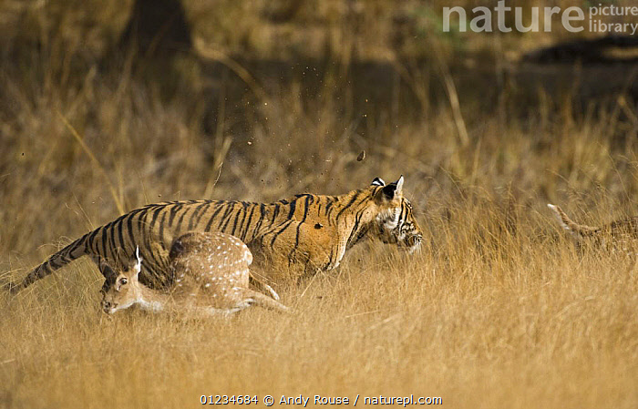 Stock photo of Bengal tiger (Panthera tigris tigris) female charging at ...