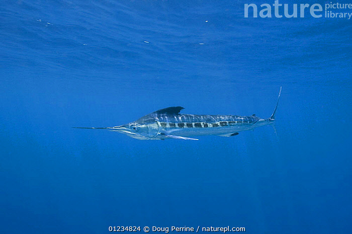 Stock photo of White marlin {Tetrapturus albidus} retracting dorsal and ...