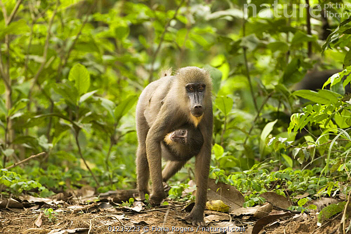 Stock photo of Wild female Mandrill (Mandrillus sphinx) carrying infant ...