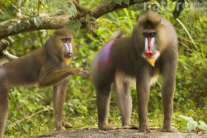 Stock photo of Young wild male Mandrill (Mandrillus sphinx) grooming ...