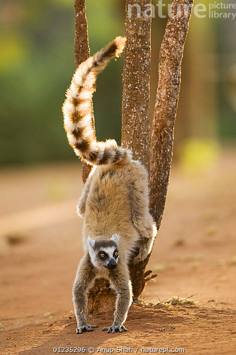 Stock photo of Ring-tailed Lemur (Lemur catta) male scent marking ...
