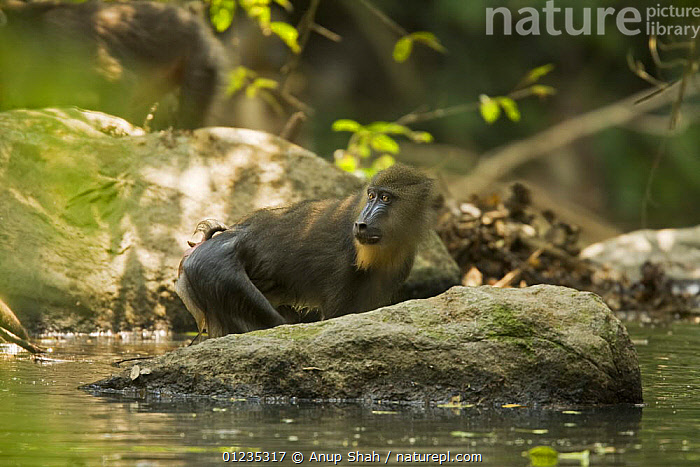 Stock photo of Young Male wild Mandrill (Mandrillus sphinx) walking ...