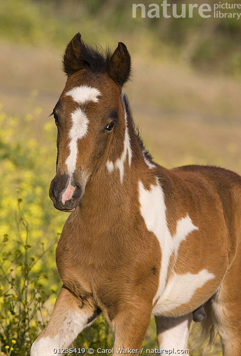 Stock photo of Pinto Mustang colt at Return to Freedom Sanctuary in ...