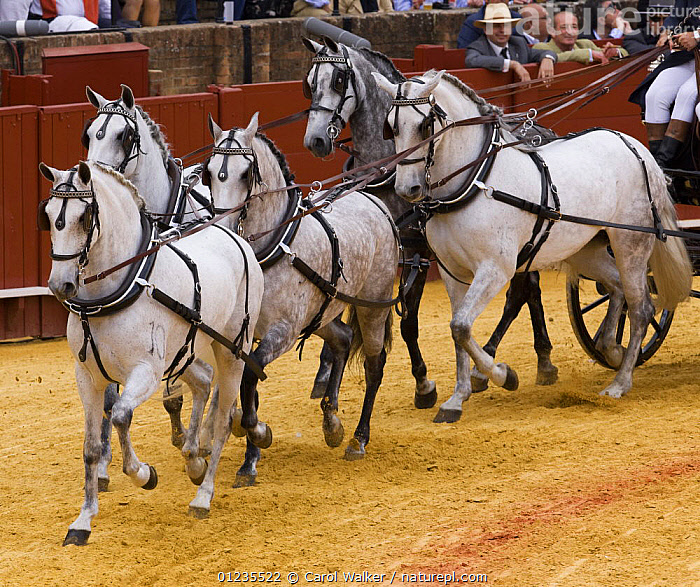 Stock photo of five purebred grey Andulasian carriage horses pulling ...