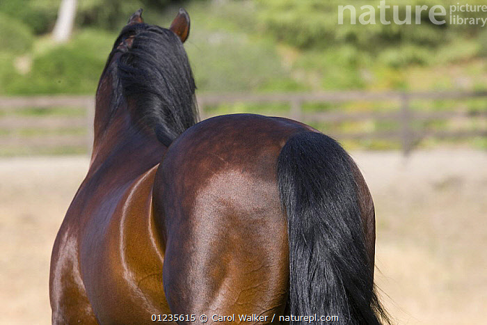 Stock photo of Purebred bay Azteca stallion, rear view, Ojai ...