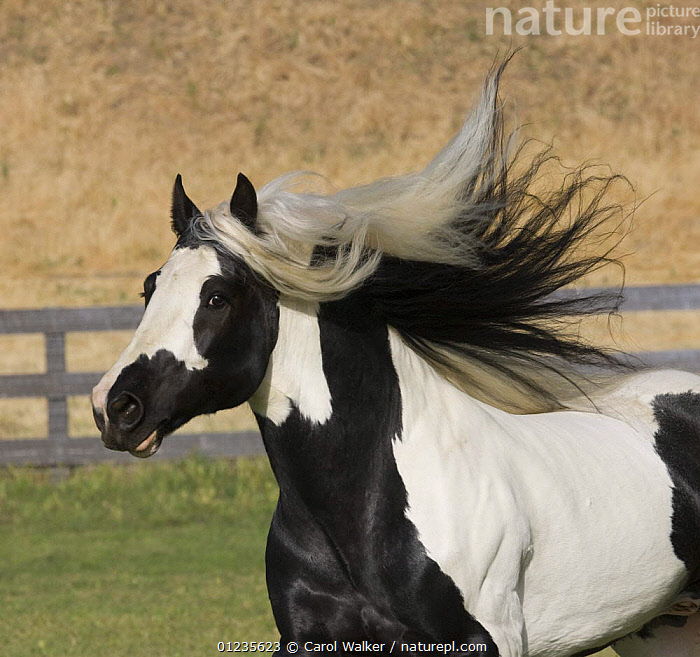 Stock photo of Purebred Gypsy Vanner stallion running, Ojai, California ...