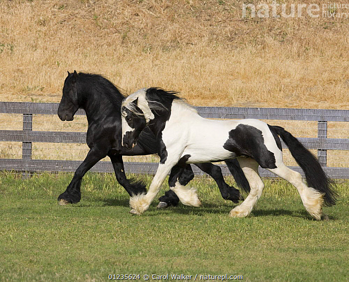 Stock photo of Purebred Gypsy Vanner and black Friesian stallions ...