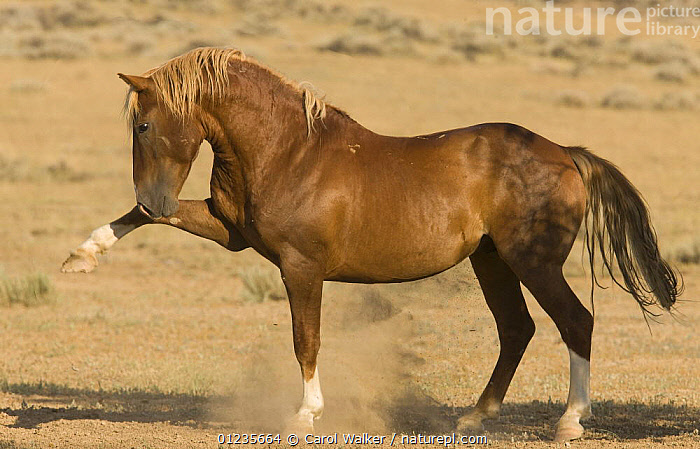 Stock photo of Wild Horses / Mustangs, sorrel stallion striking at ...