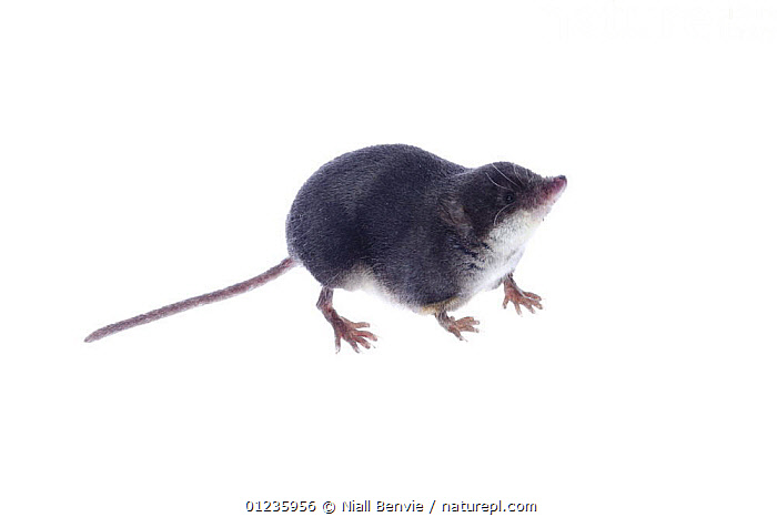 Stock photo of Female European water shrew (Neomys fodiens) portrait ...